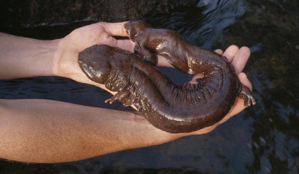 Species spotlight: Hellbender - Illinois-Indiana Sea GrantIllinois ...