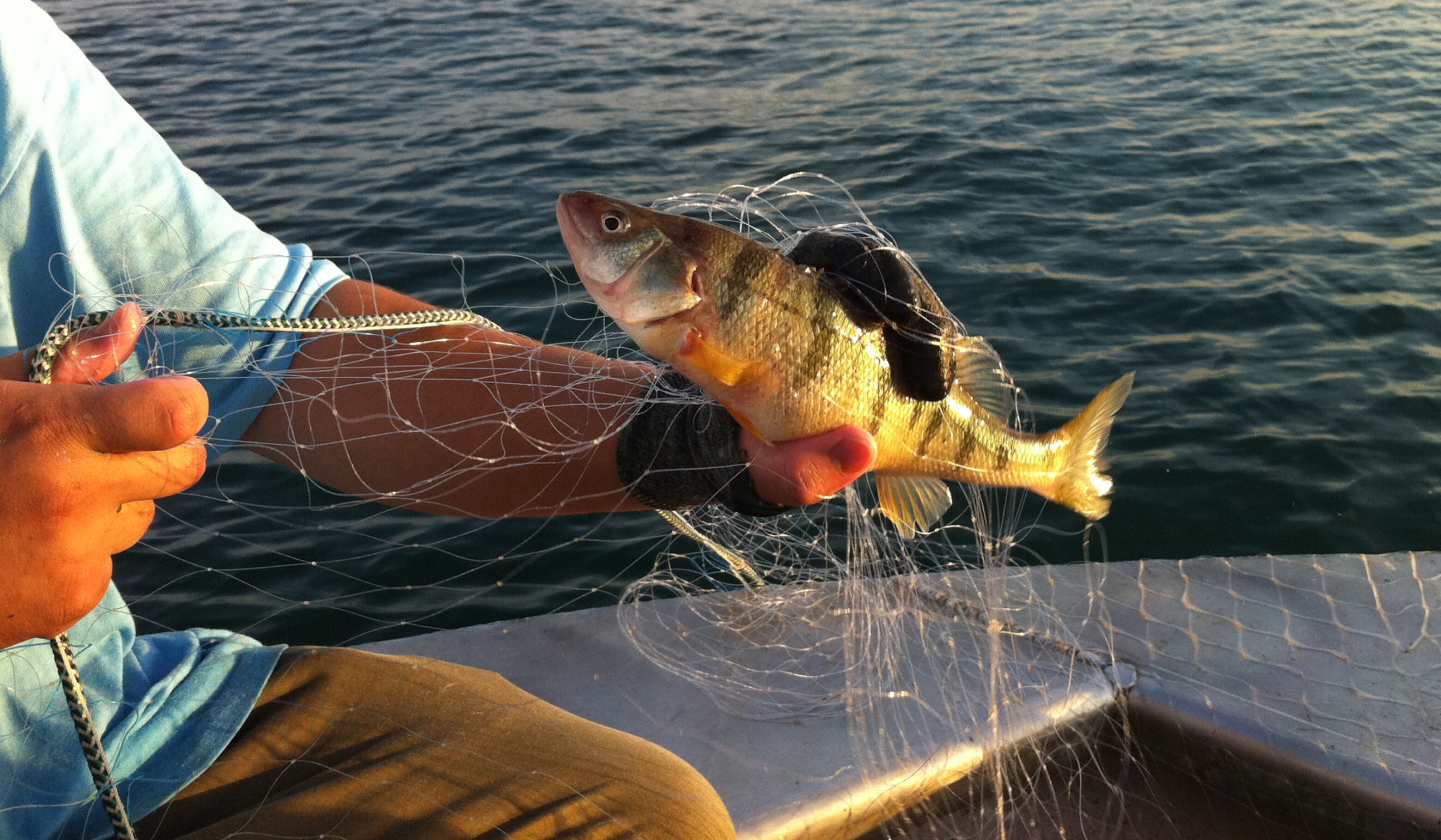 New 3-D tool models Lake Erie hypoxia and its impact on fish habitat ...