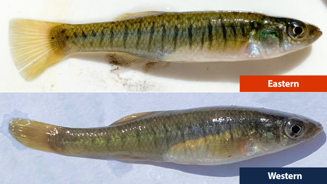 Meet Our Grad Student Scholars: Jordan Holtswarth-Hartman - Illinois ...