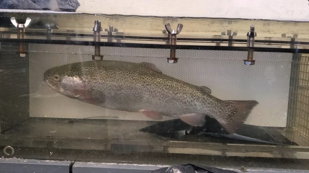 Research Q&A with Katey Strailey: How stream restoration structures ...